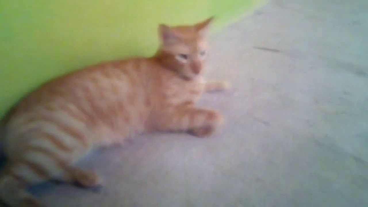 Un día de la complicada vida de un gato exitoso 🌼 - YouTube