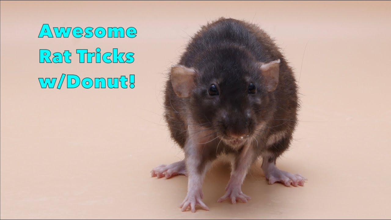 Amazing Rat Tricks with Donut - Part 6! - YouTube