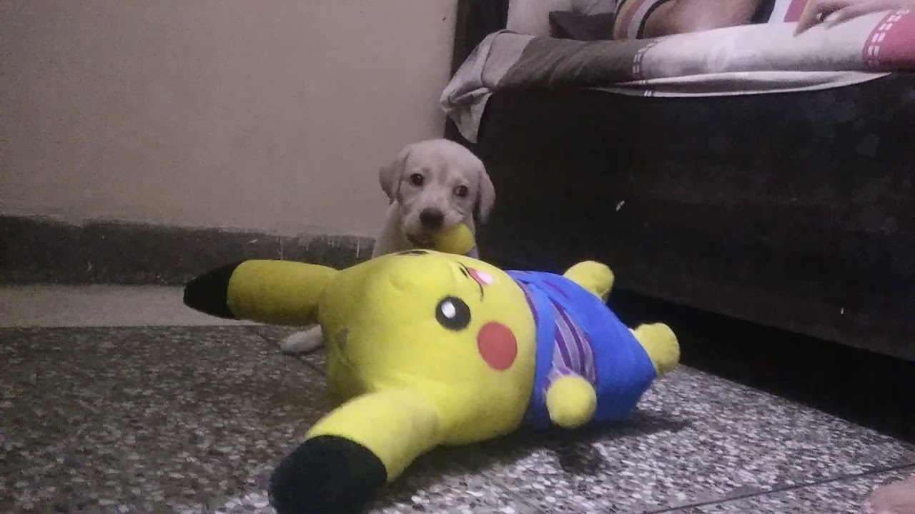Dog's reaction on seeing pikachu toy | Labrador puppy playing - YouTube