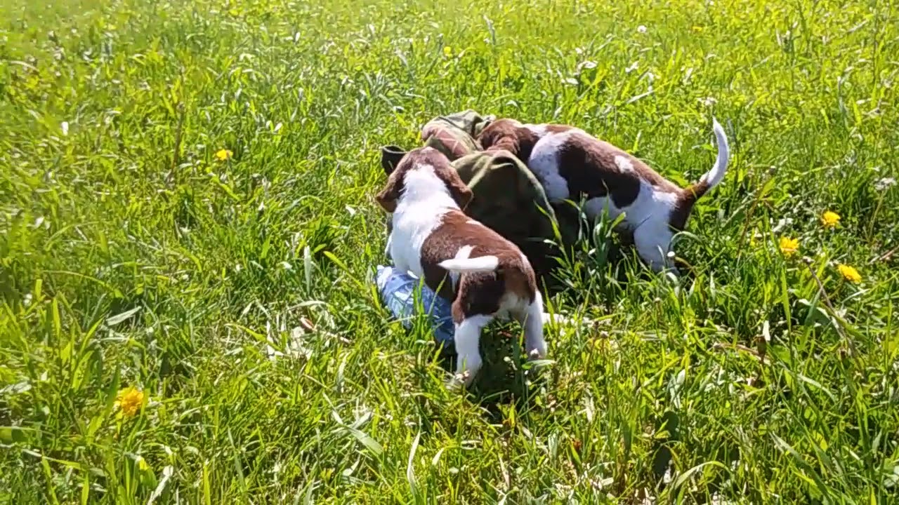 Chocolate Beagle puppies on the loose! Ellie litter - YouTube