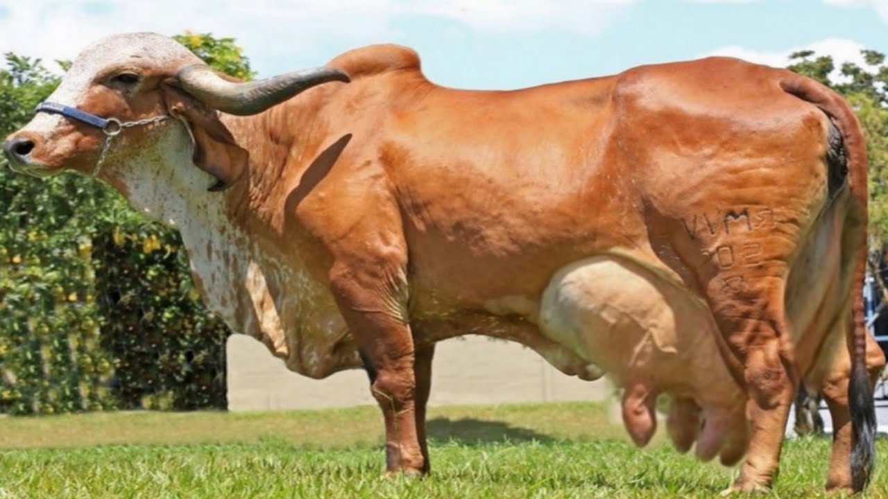 World's No 1 ⭐ Kankrej Cow & Gir Cow Full Documentary Video || Highly ...