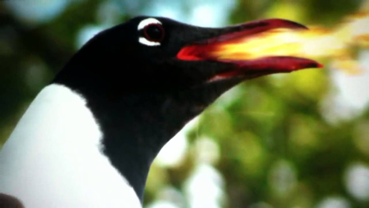 Dramatic fire breathing bird - YouTube