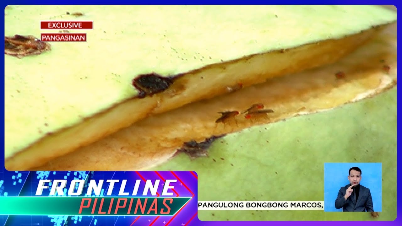 Ilang taniman ng mangga sa Pangasinan, pineste ng kurikong | Frontline ...