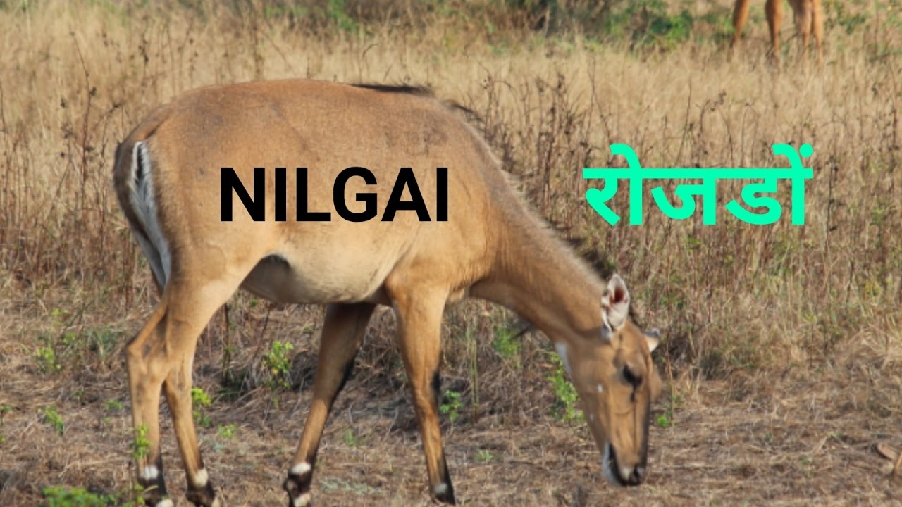 Only in Indian Continental Animal Nilgai(नीलगाय रोजड़ा) Blue bull in ...