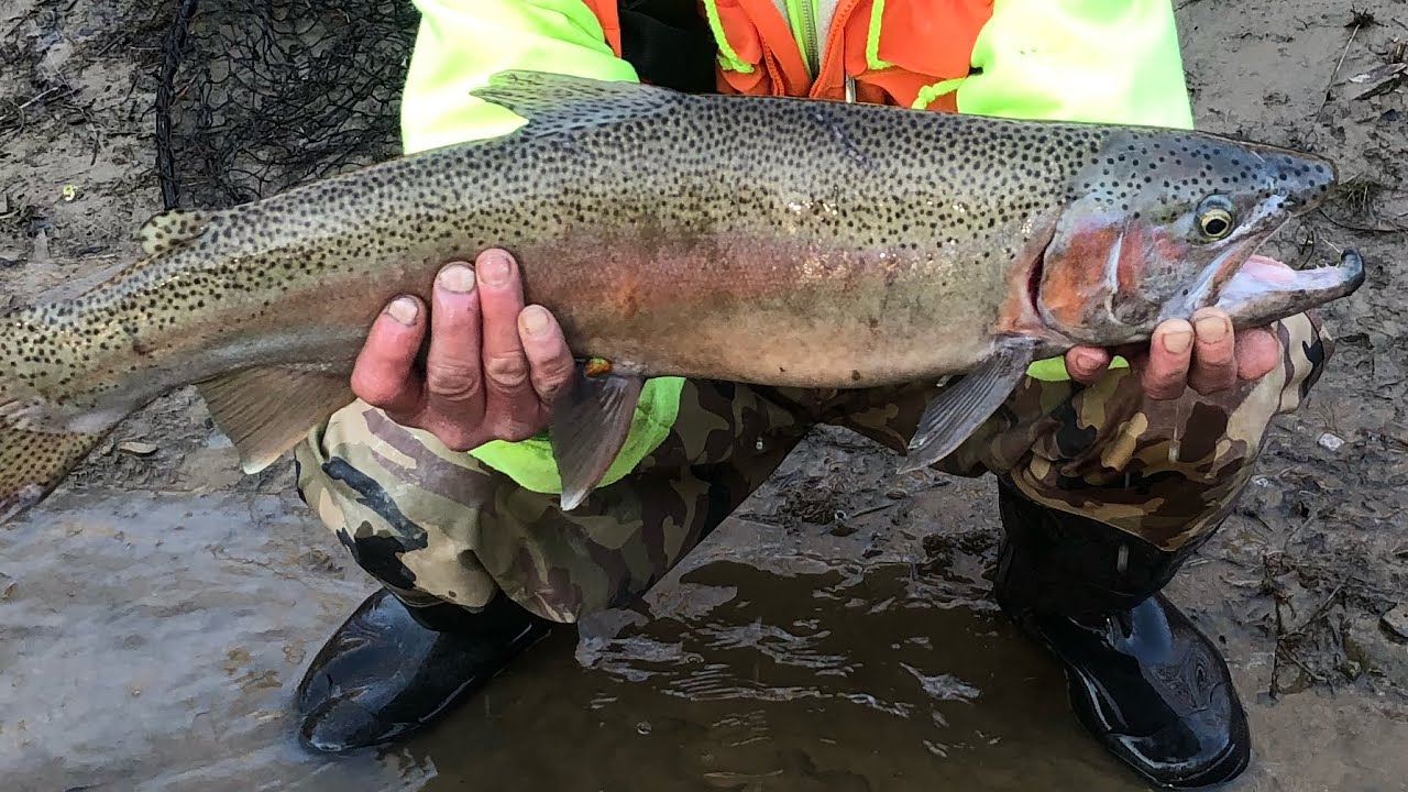 HUGE WINTER STEELHEADS | OHIO STEELHEAD FISHING PART 2! - YouTube