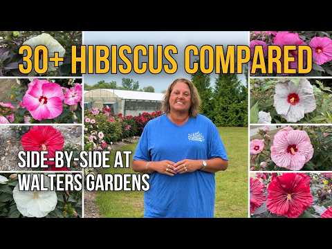 Hardy Hibiscus Comparison: 30+ Rose Mallow Varieties at Walters Gardens | Garden Crossings