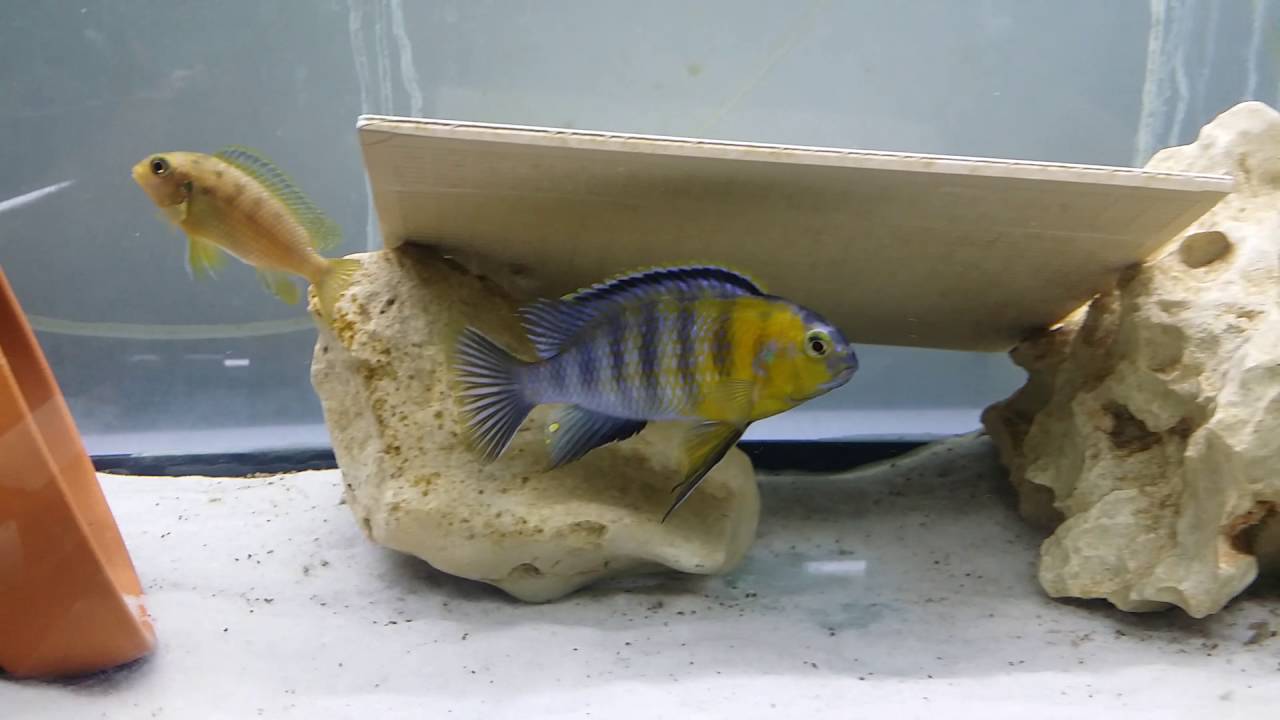 Pseudotropheus Tropheops Red Cheek - YouTube
