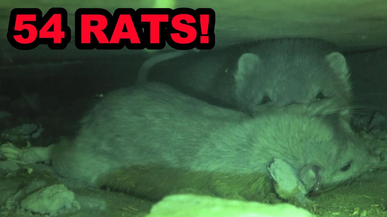 Mink and Dogs Catch 54 Rats at a Farm! - YouTube
