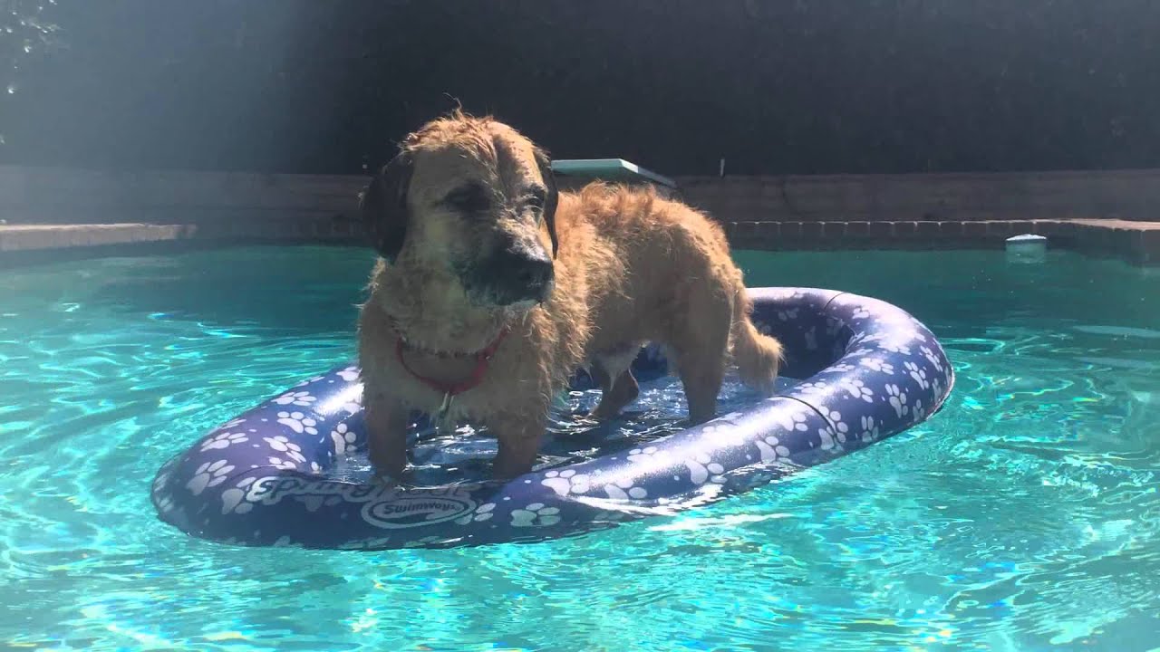 Barney in his pool float on a hot day. - YouTube