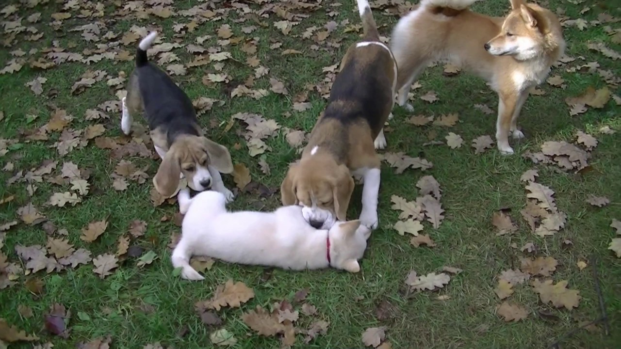 beagle & shiba 2016 - YouTube