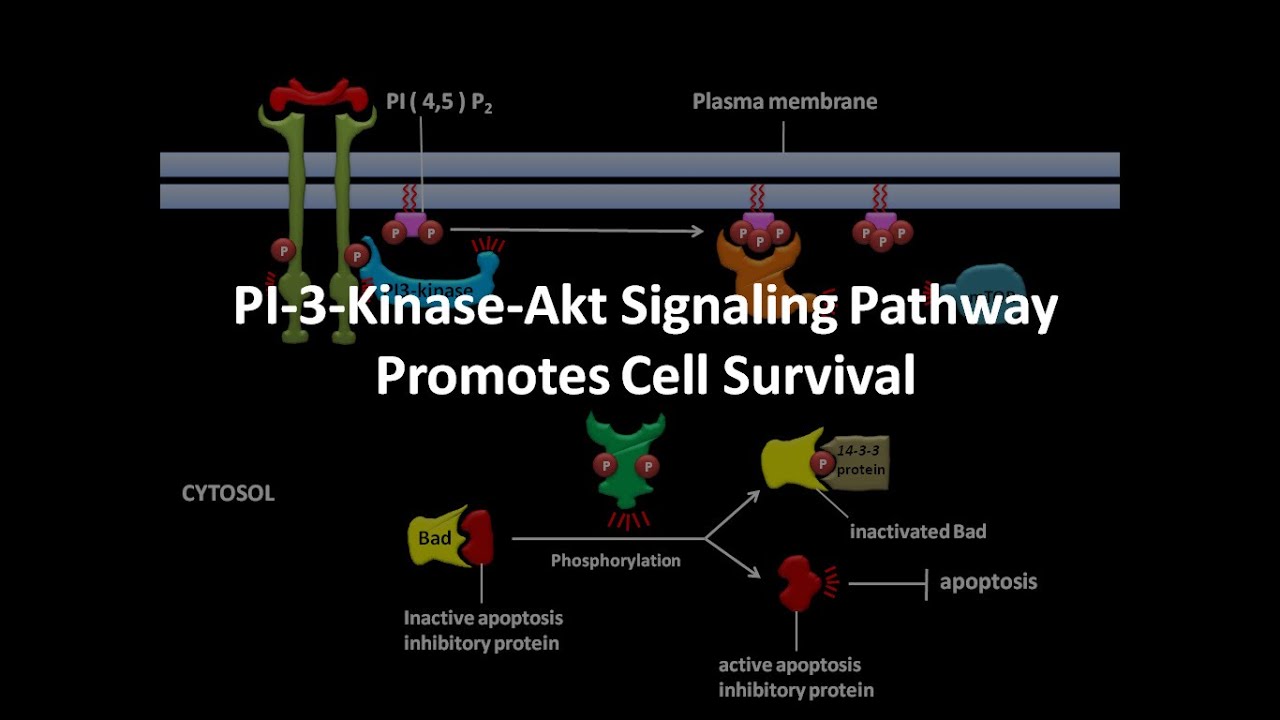 PI3 kinase Akt Signaling Pathway - YouTube