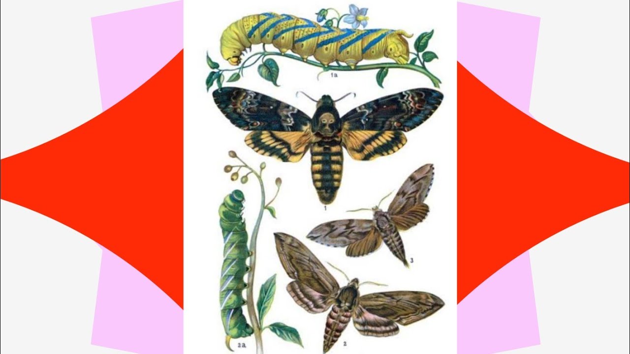 Book:Insect Pests and Their Management (Til moth) - By Dr. A. B. Mishra ...