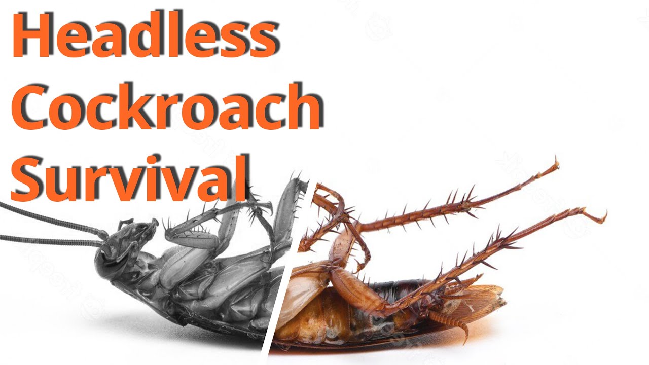 Can a Headless Cockroach survive for a week? - YouTube