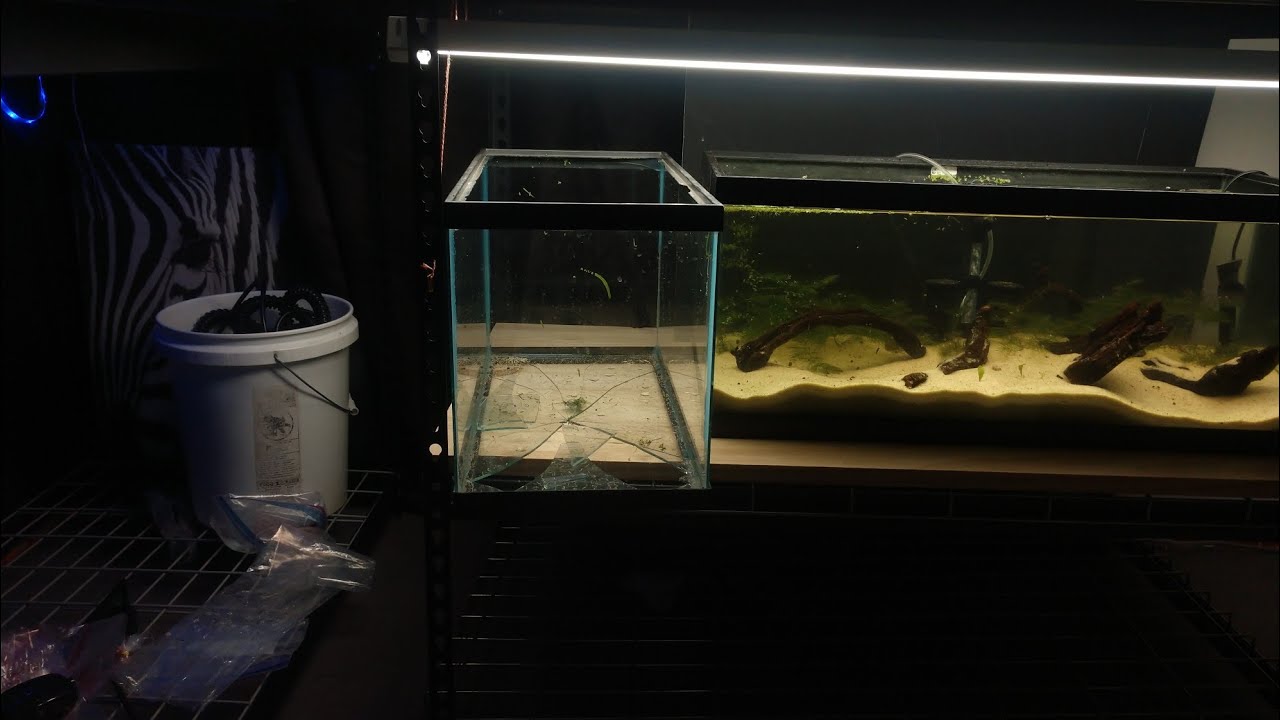 Disaster! Aquarium exploded💥!!! - YouTube