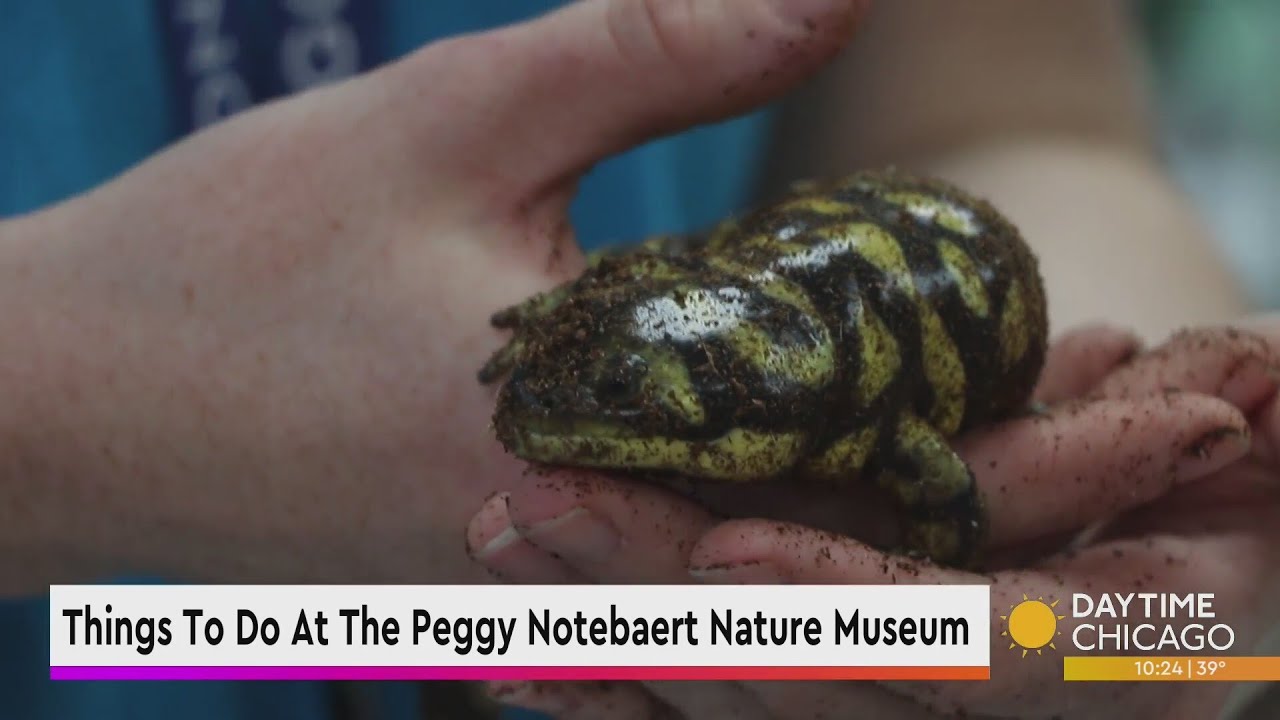 Things To Do At The Peggy Notebaert Nature Museum - YouTube