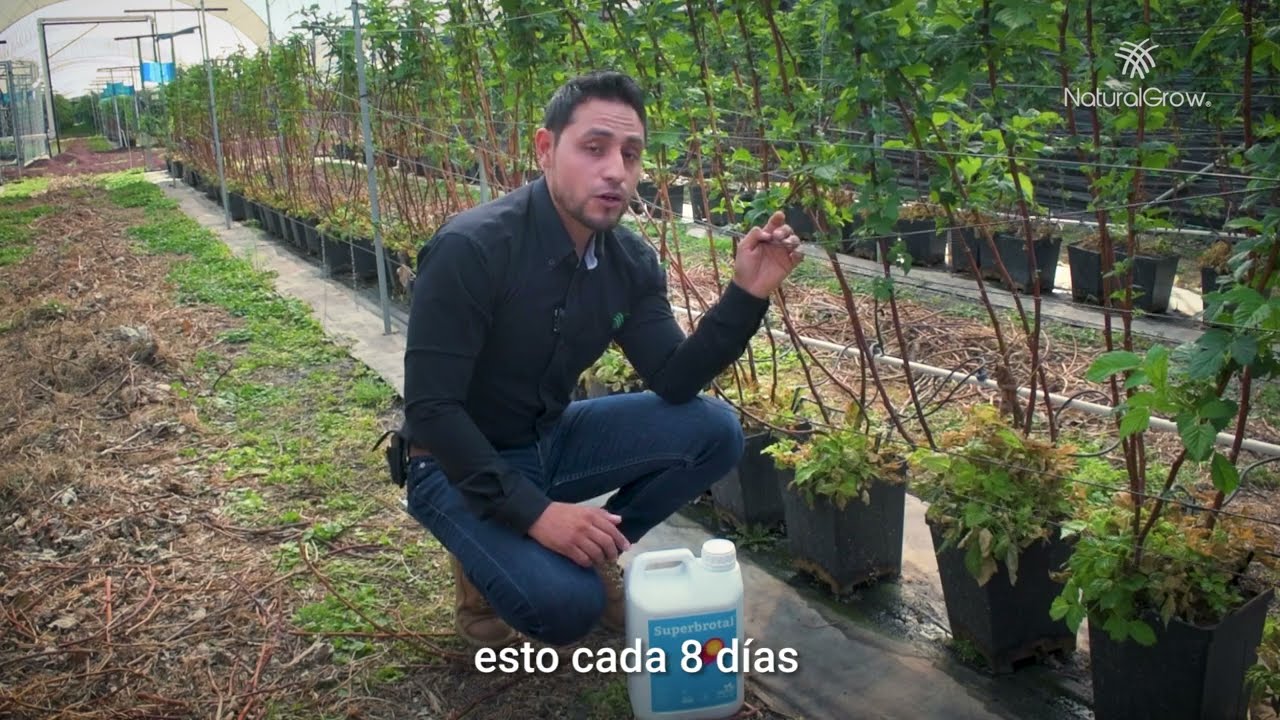 Natural Grow – Crecimiento Orgánico Certificado