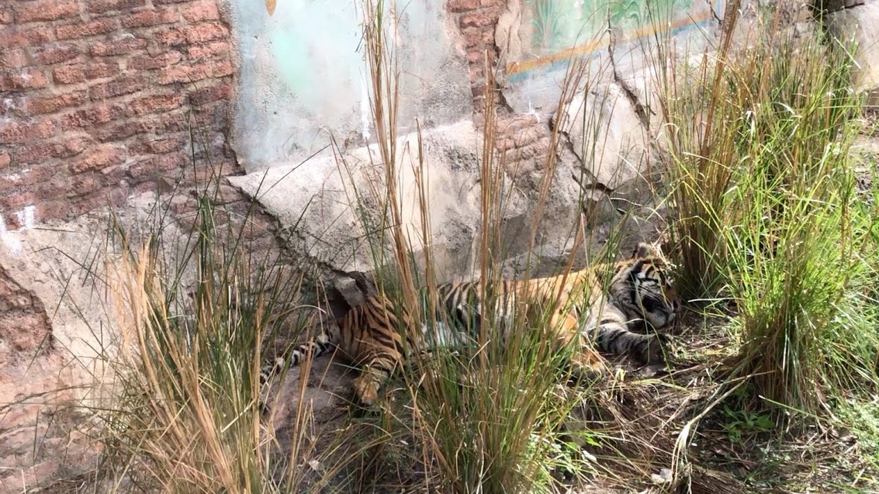 Maharajah Jungle Trek at Disney’s Animal Kingdom complete walkthrough ...