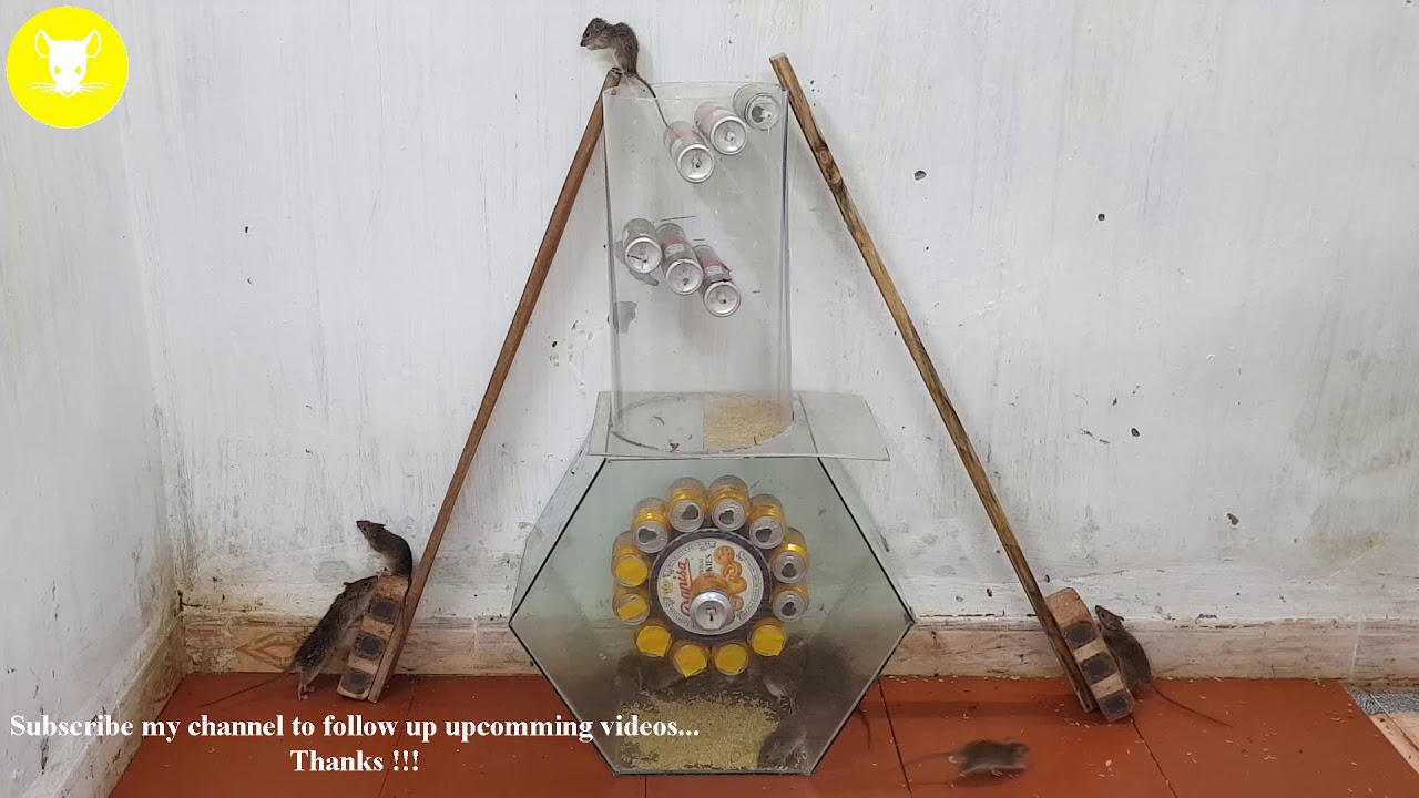 Special Mouse Trap with Combo Double Trap - Funny Saving Mice - YouTube