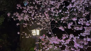 [4KHDR] Cherry Blossoms at Night in Hakone Gardens