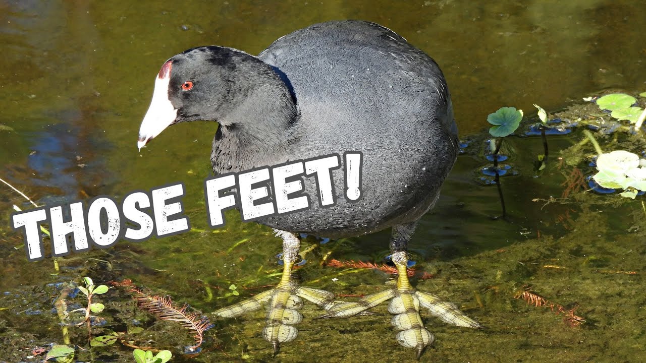 Coots! | Funny Feet and Family Drama - YouTube