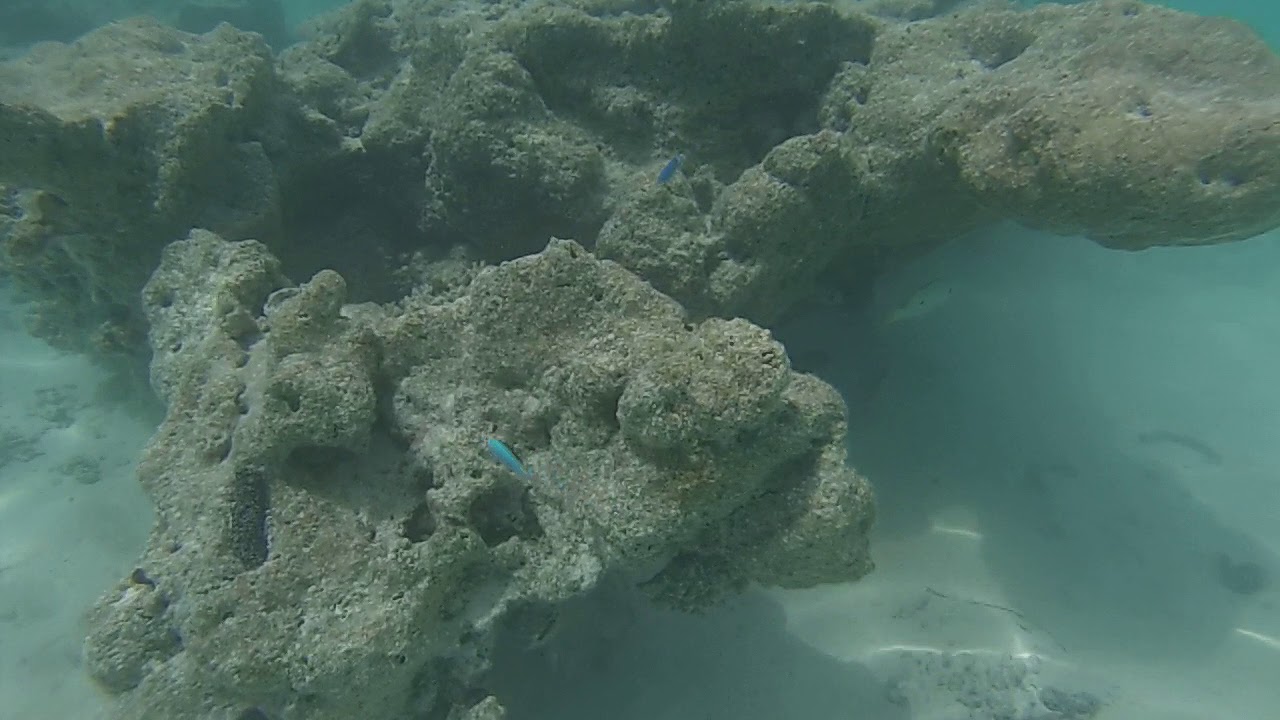 Randy Hutchens diving in South Pacific - YouTube