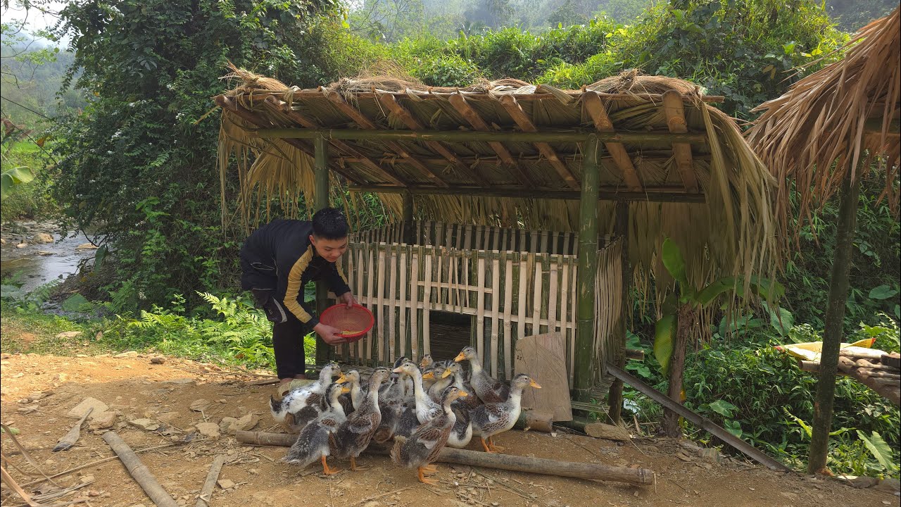 Complete the house for the growing ducks, Farm farming, Vegetable ...