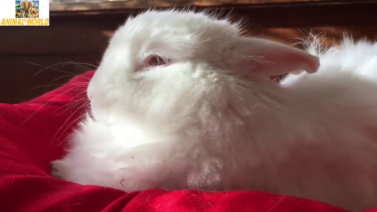 Funny Baby Bunny Rabbit Videos Compilation Cute Rabbits - YouTube