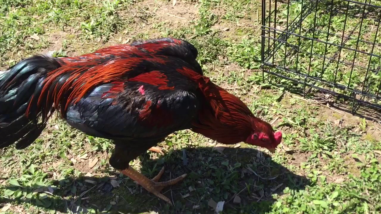 Lau qaib Thaib.... beautiful - YouTube