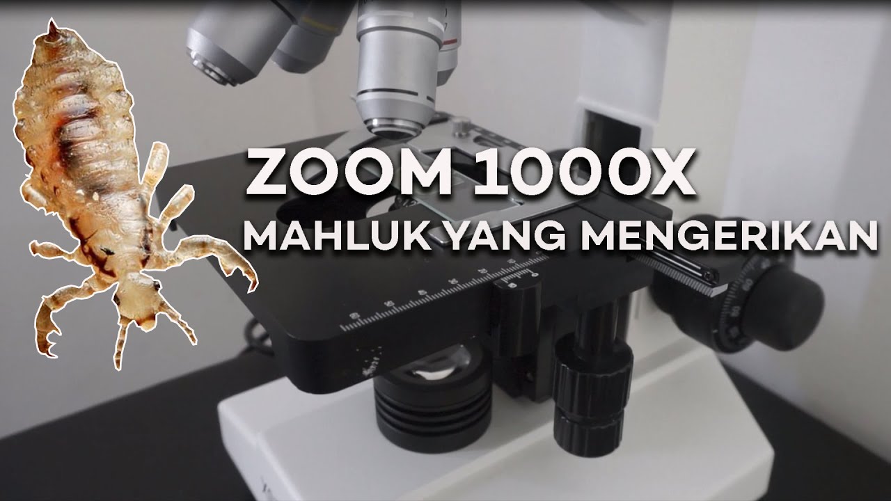ZOOM 1000X KUTU RAMBUT 🔥 NGERI BANGET BENTUKNYA - YouTube