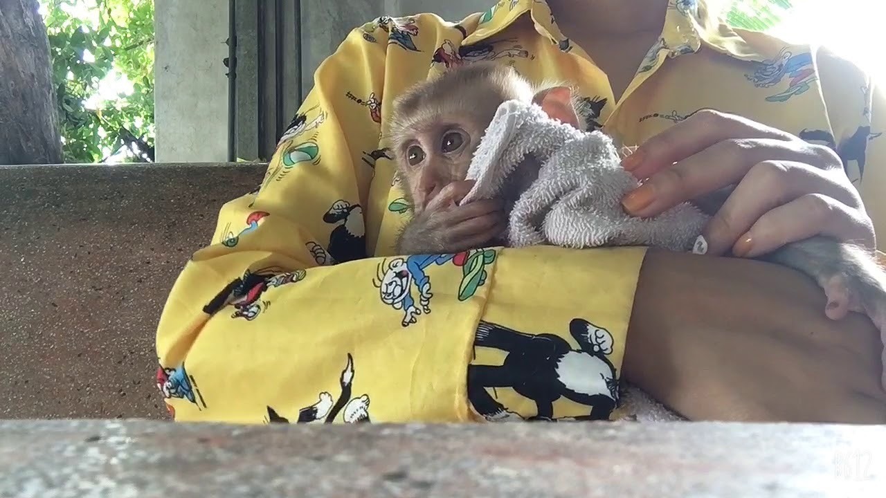 Monkey baby good night all - YouTube