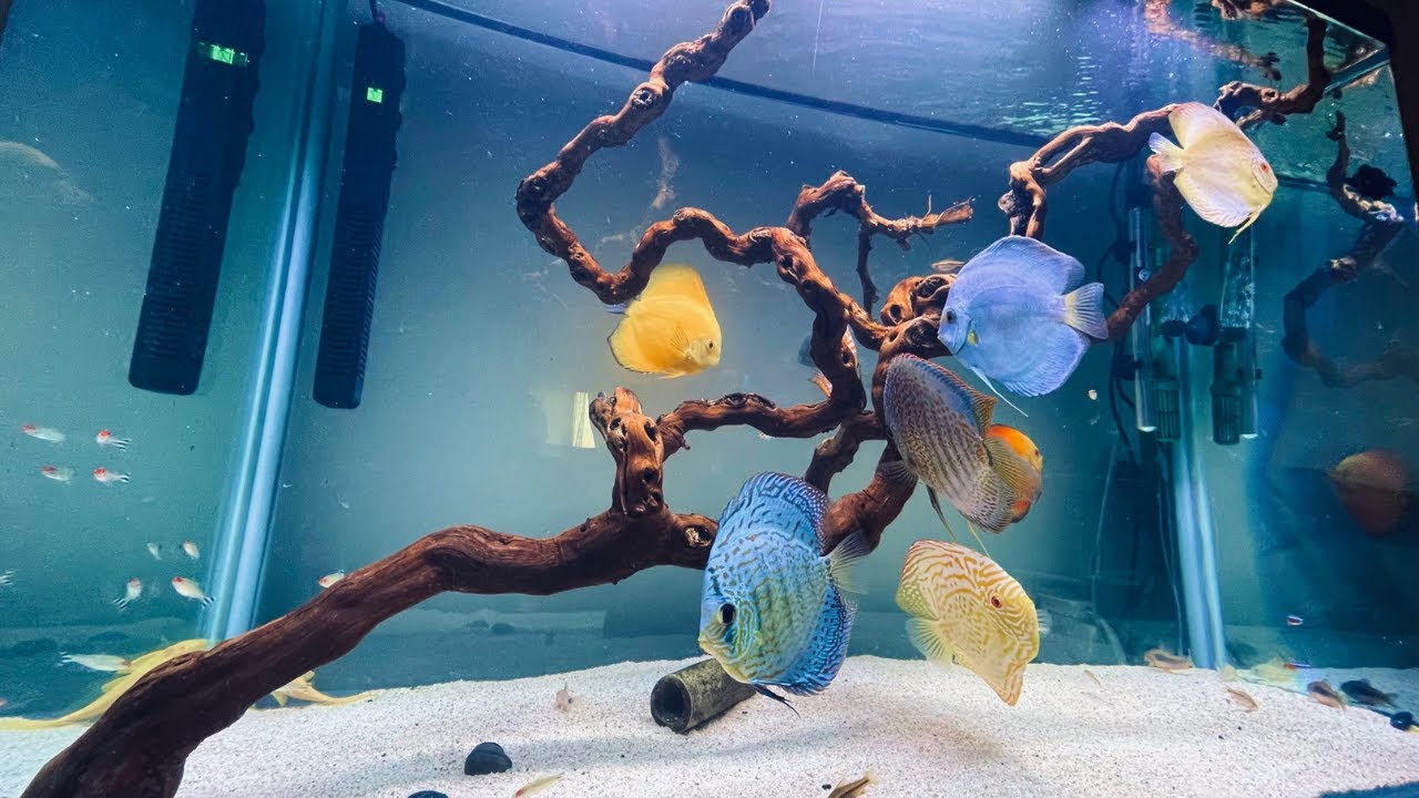 Discus Tank Aquascape - YouTube
