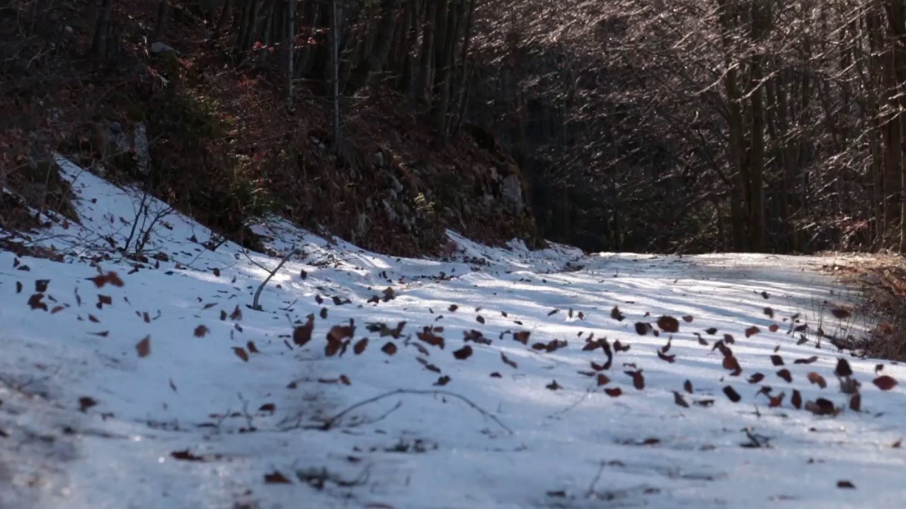 Relaxing Sound of Wind Blowing Leaves Across Snow / 1 Hour Winter Wind ...