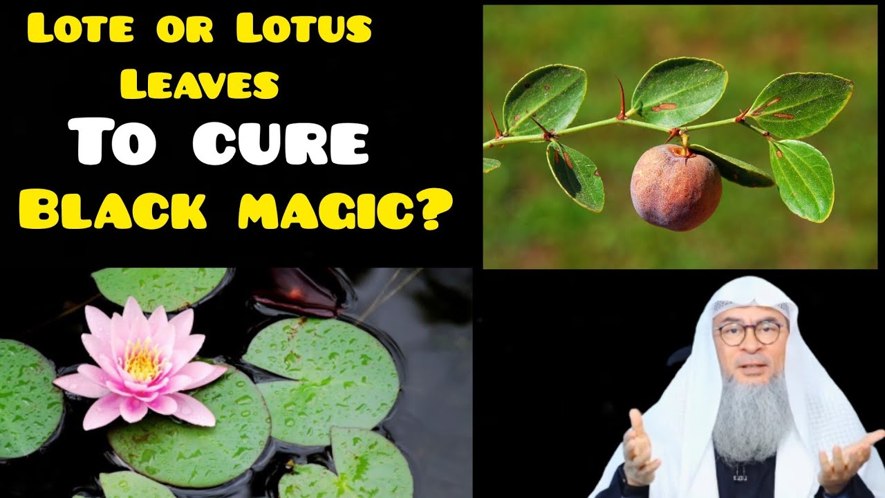 Are Lote or Lotus leaves used to treat black magic? - Assim al hakeem ...