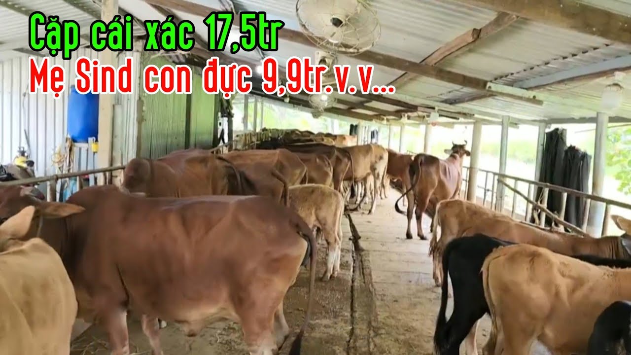 20/11 _ Mẹ con Sind 9,9tr, cặp cái xác 17,5tr _ Trại bò Thành Trung ...
