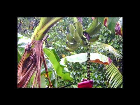 puthilanji thazhvarayil poove