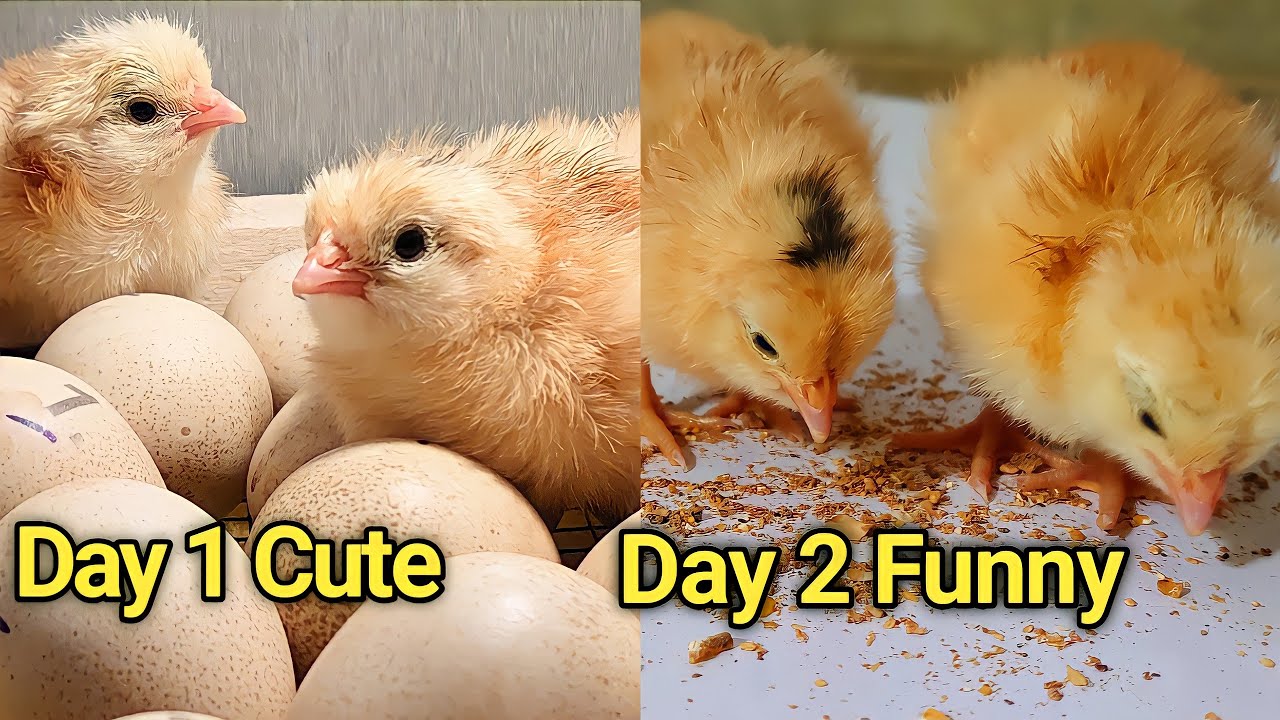 Day 1 Cute Day 2 Funny || Funny Baby Chicks || Hen Chicks - YouTube