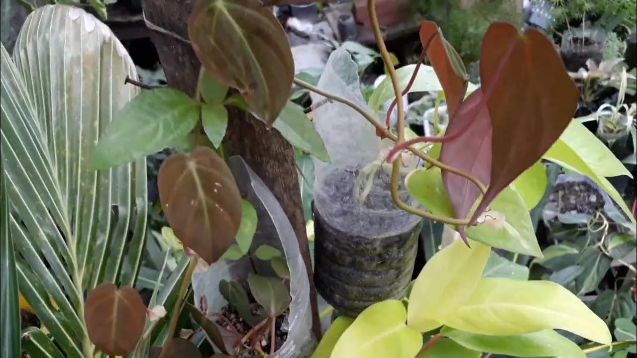 #PLANTAS DE SOMBRAS. PARTE III. - YouTube