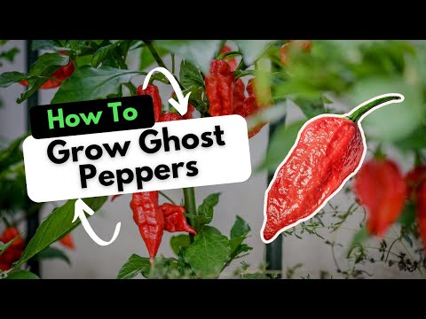 How To Take Care Of A Ghost Pepper Plant