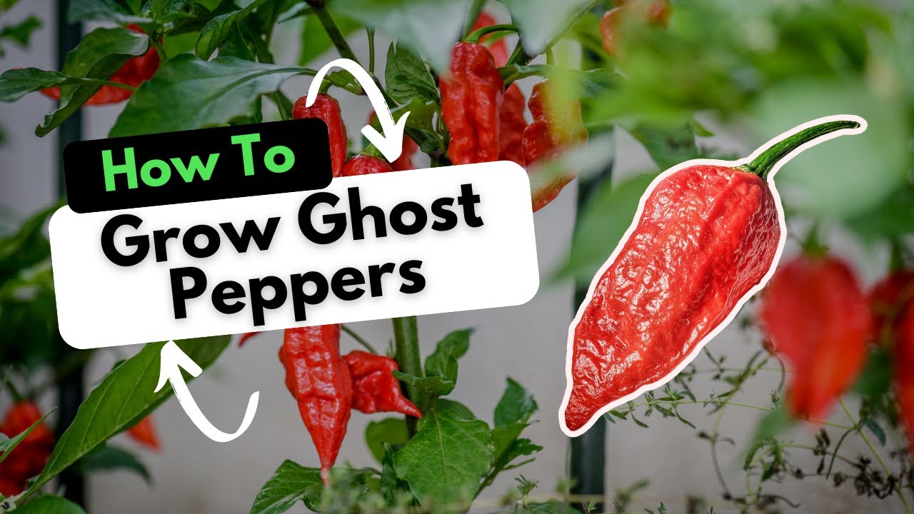 How To Grow Ghost Peppers - YouTube