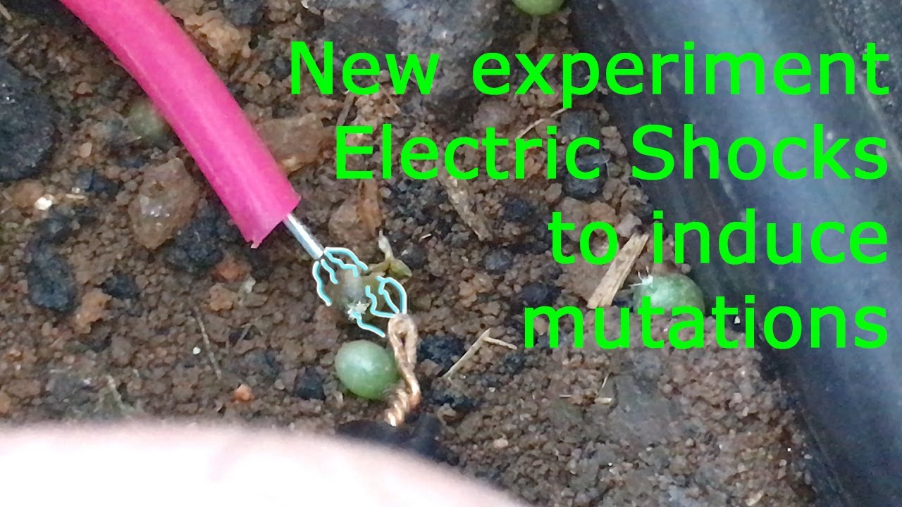 Electric shock discharged on cactus seedlings to induce mutations ...