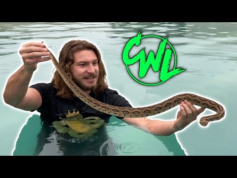 RUSSELL'S VIPER in Swimming pool - Chandler's wildlife - YouTube