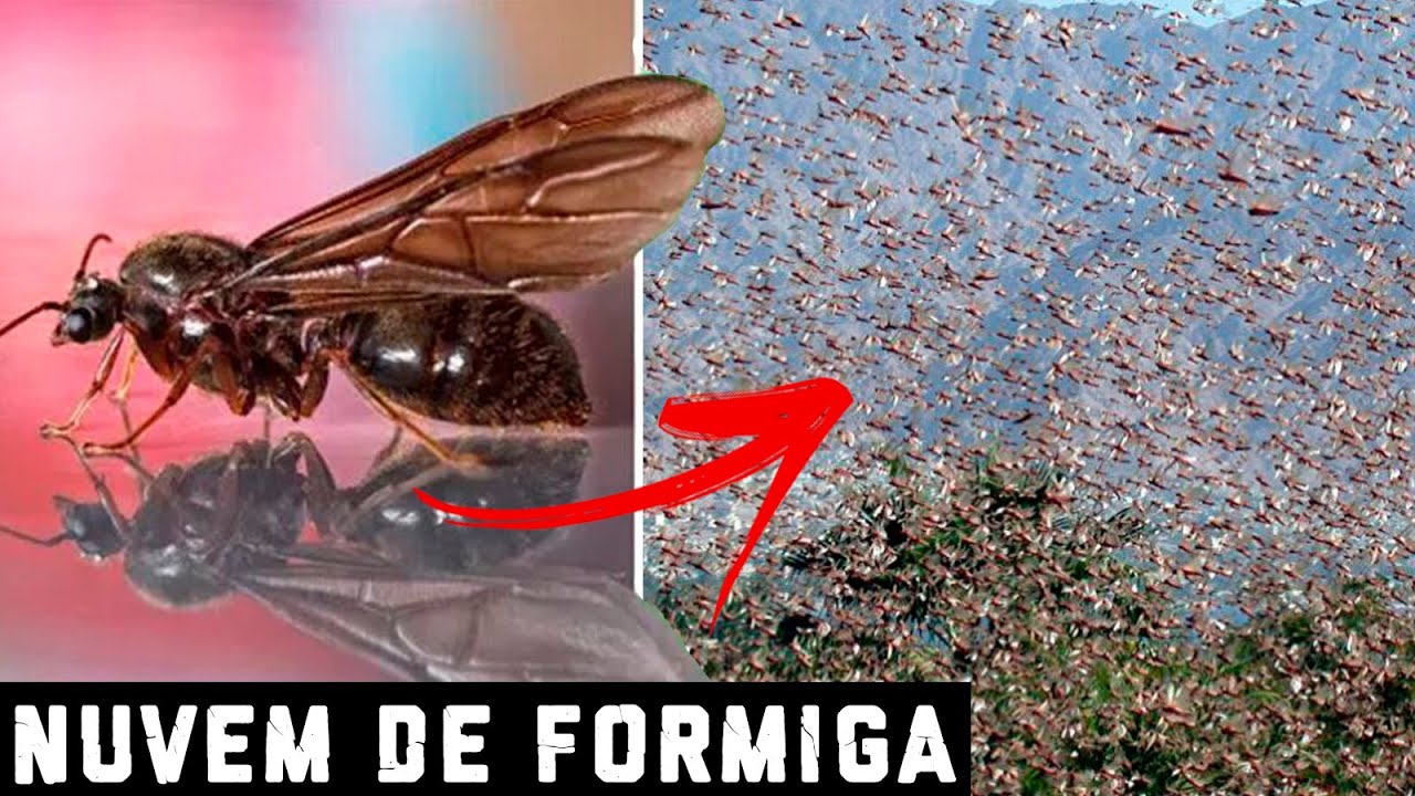 Nuvem gigante de formigas voadoras é vista em mapa meteorológico - YouTube