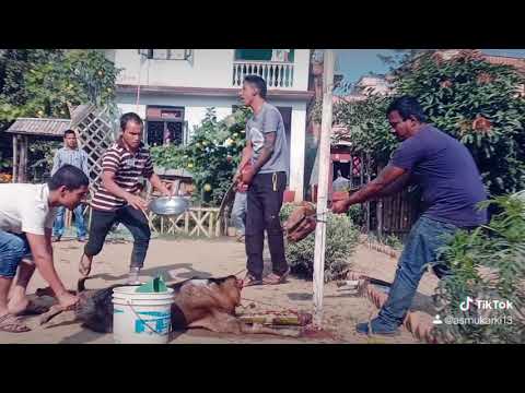 khasi kateko..Happy Dashain..goat sacrifice - YouTube