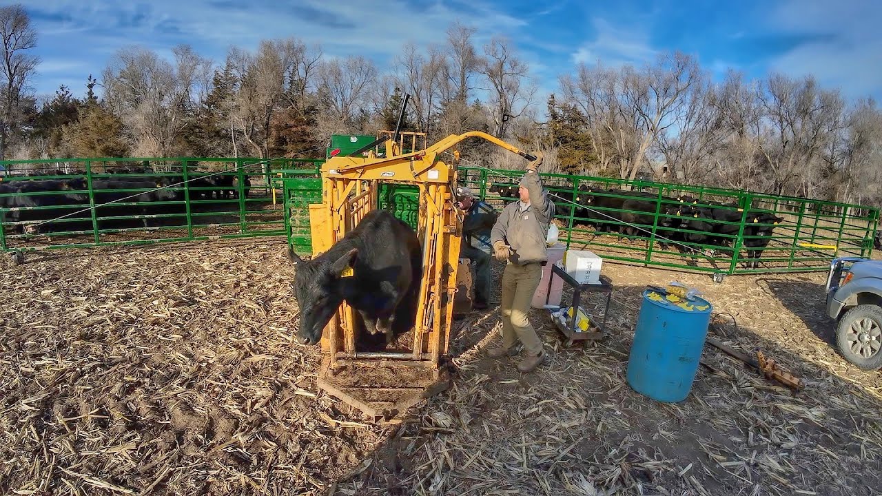 Did our Bulls do Well? - YouTube