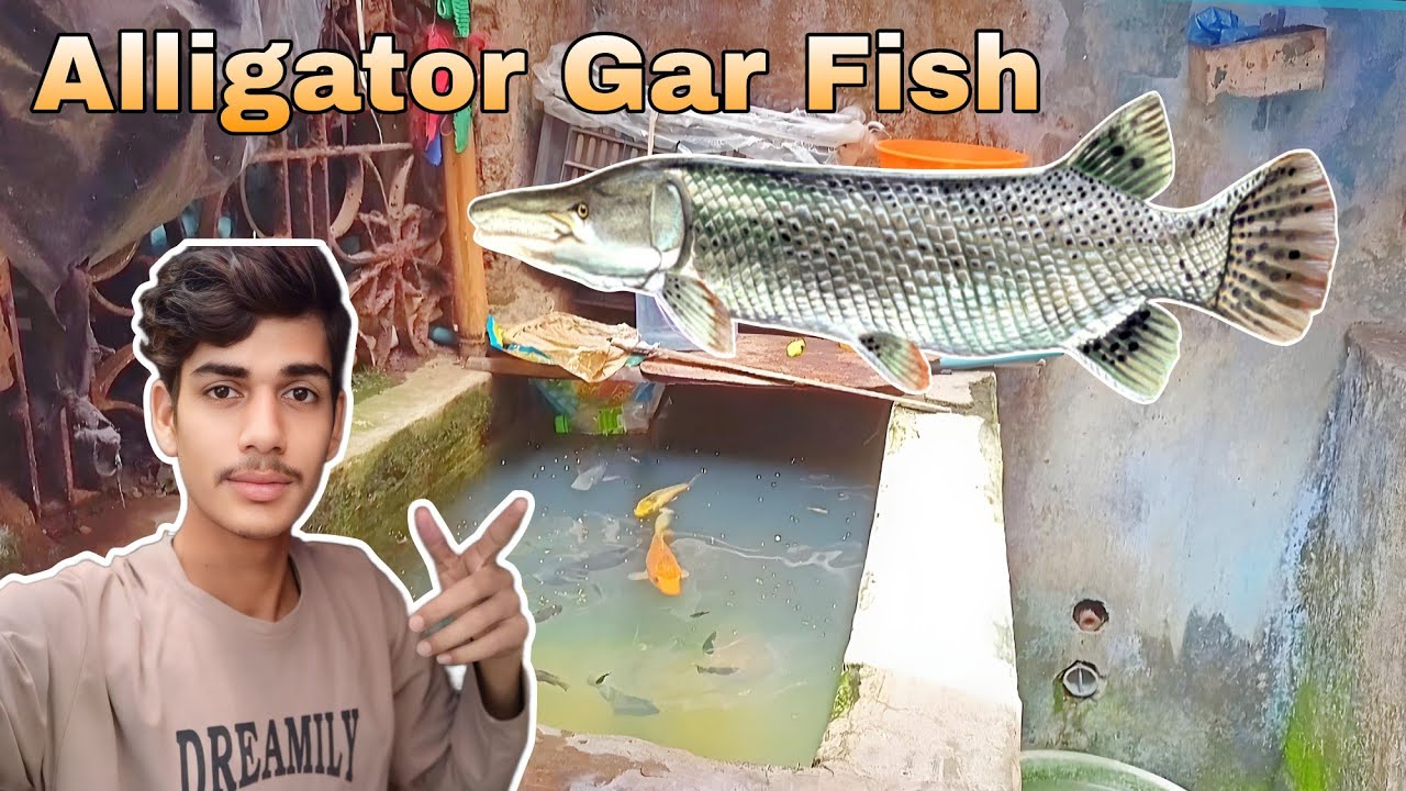Alligator Gar Fish || Fish Video || Aquarium Update || molly fish ...