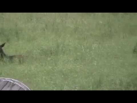 Atlas Ranch Elk - YouTube