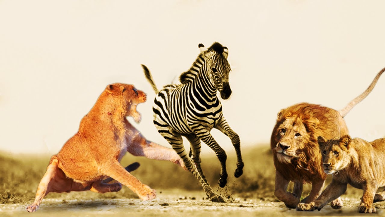 How Do Zebras Attack at David Velasquez blog