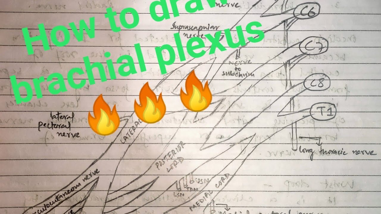How to draw brachial plexus 🔥🔥🔥| med tutorials | - YouTube