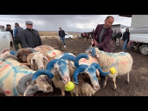 Kars’ta süslenen koçlar sazlı sözlü “çoban bayramı”yla sürüye katıldı