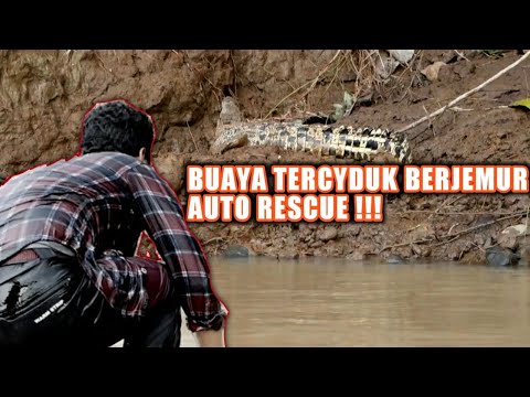 DETIK-DETIK PANJI RESCUE BUAYA DI SUNGAI DAN MENYERAHKAN KE BALAI KONSERVASI